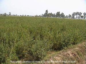 How To Henna Your Hair | Veronica's Cornucopia